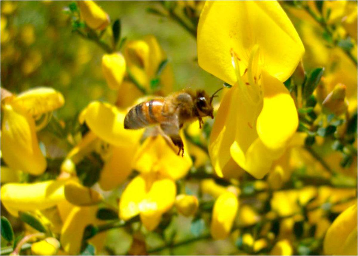 A terrible beauty: Photos of invasive scotch broom win awards ...