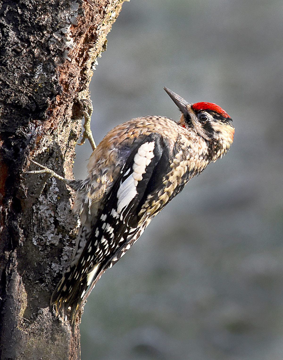 Rare red-naped sapsucker photographed near Sequim | Peninsula Daily News