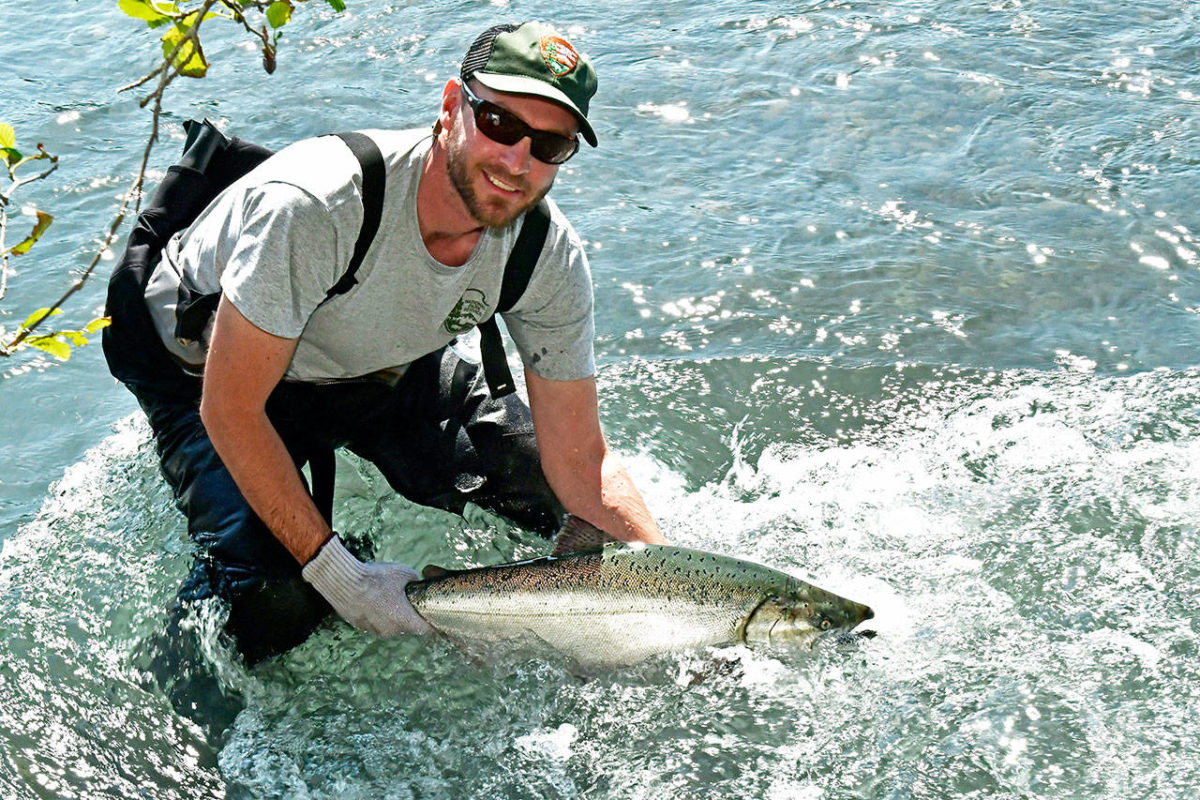 Fish recolonizing areas upriver of former dam sites on Elwha River ...