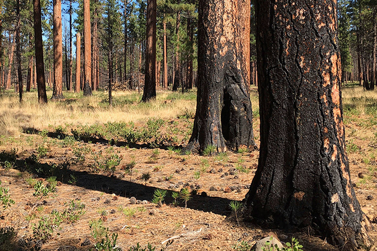 Forest-thinning project saved homes but highlights obstacles ...