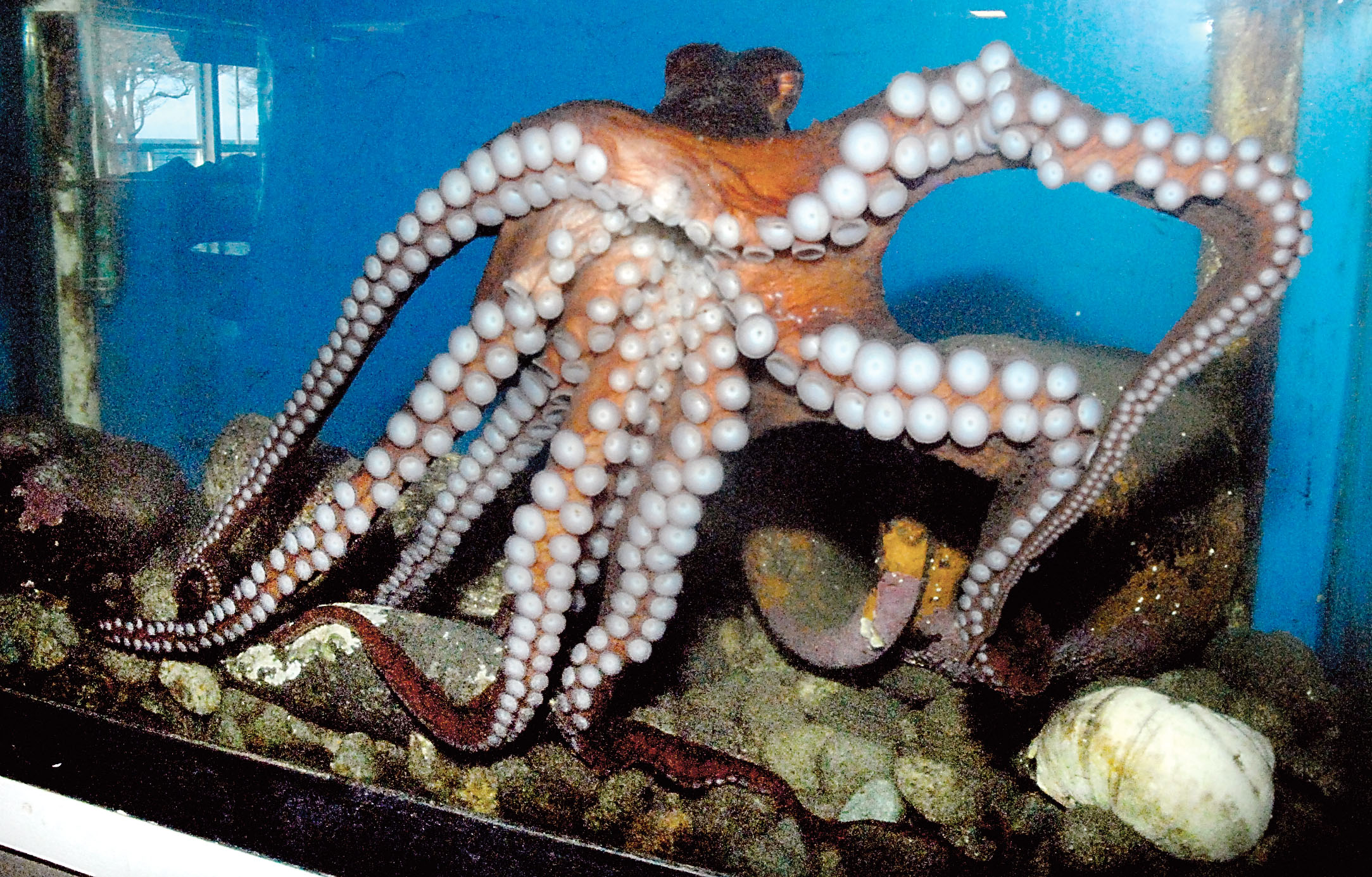 WHO AM I? Help name the new octopus at Port Angeles' marine life center ...