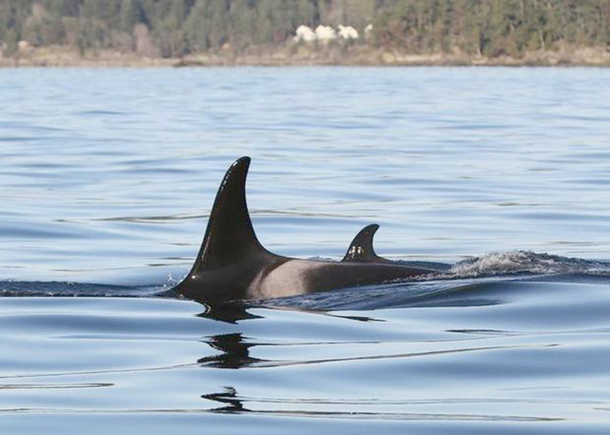 New baby orca a surprise because of mother's age | Peninsula Daily News
