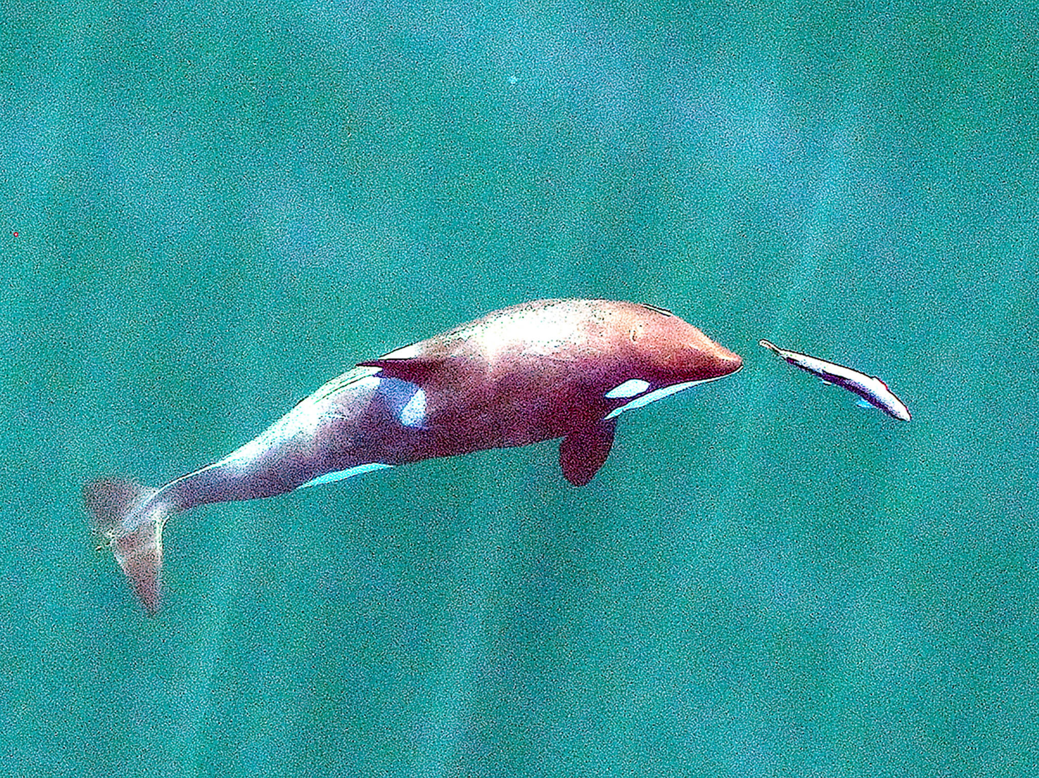 Study finds host of predators depleting salmon for southern resident ...