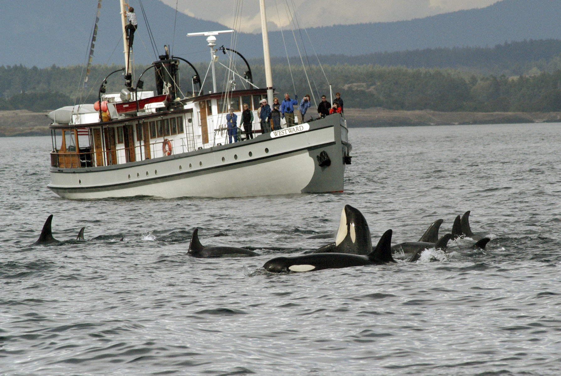NOAA: Puget Sound killer whales to stay protected | Peninsula Daily News