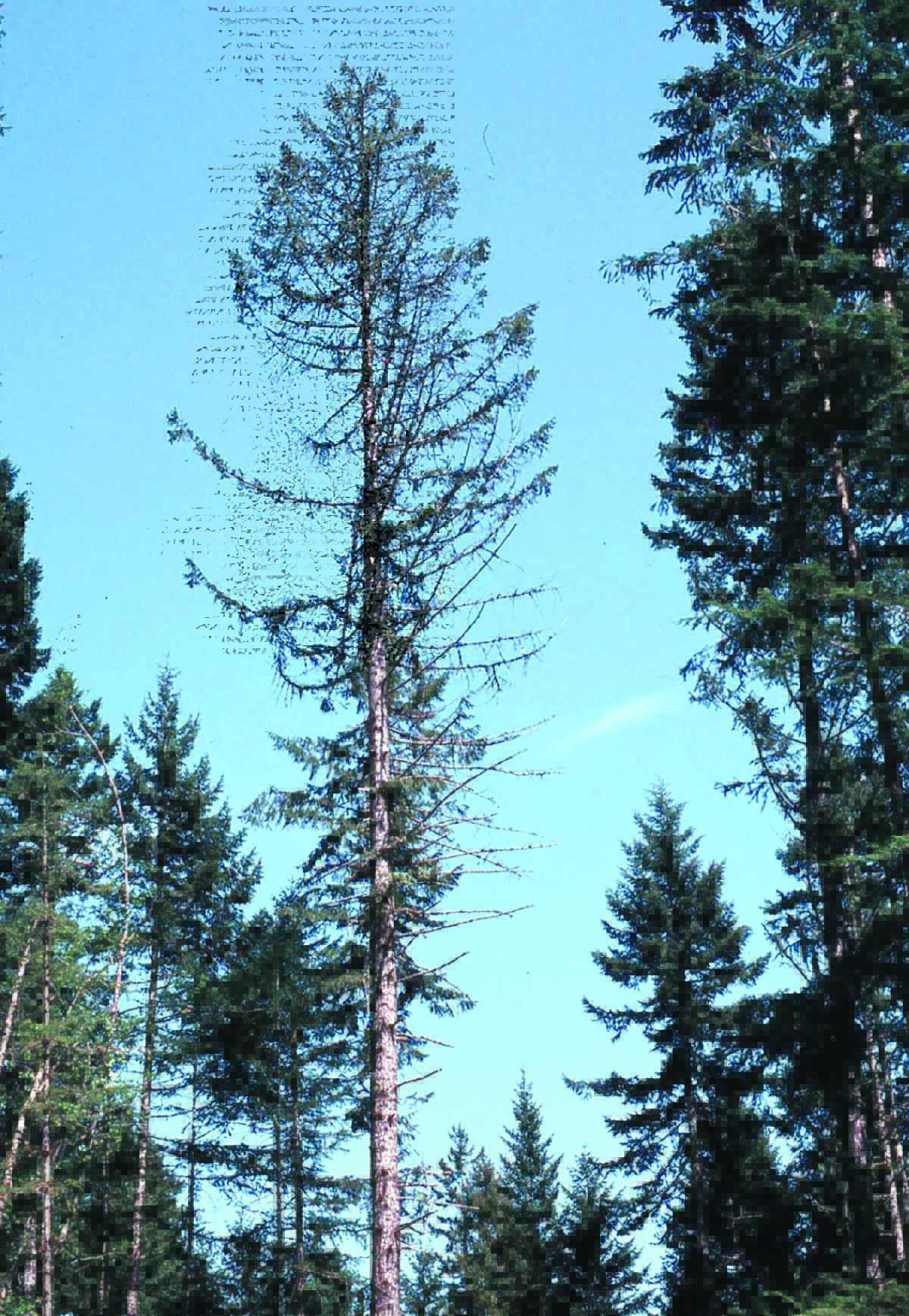 Douglas fir root rot could worsen, state DNR study says [Corrected ...