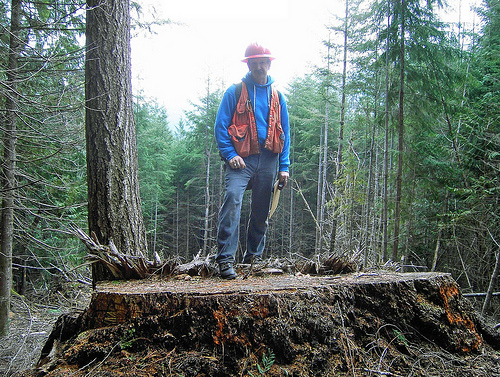 UPDATED — Logger to pay $84,000 in timber theft | Peninsula Daily News