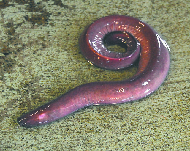 You may go ewww, but slimy hagfish might be Peninsula's next fishery ...