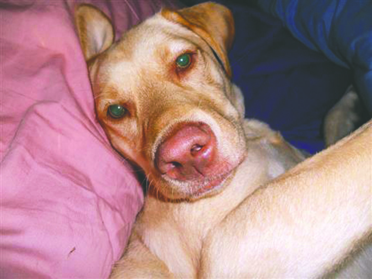 'Toasted marshmallow': Congratulations to winners of the Paws & Claws ...