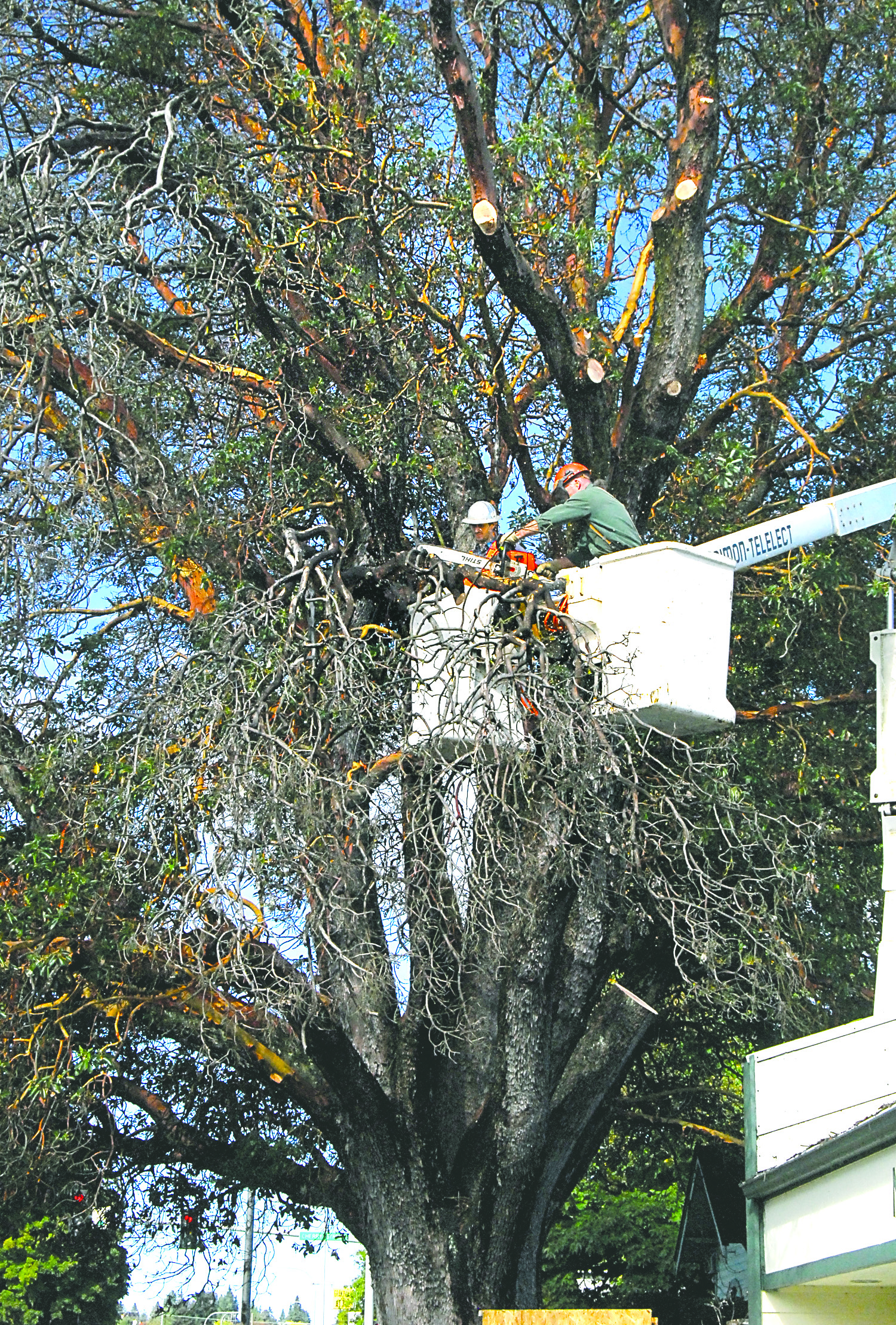 Days numbered for tree that was growing when Europeans settled ...