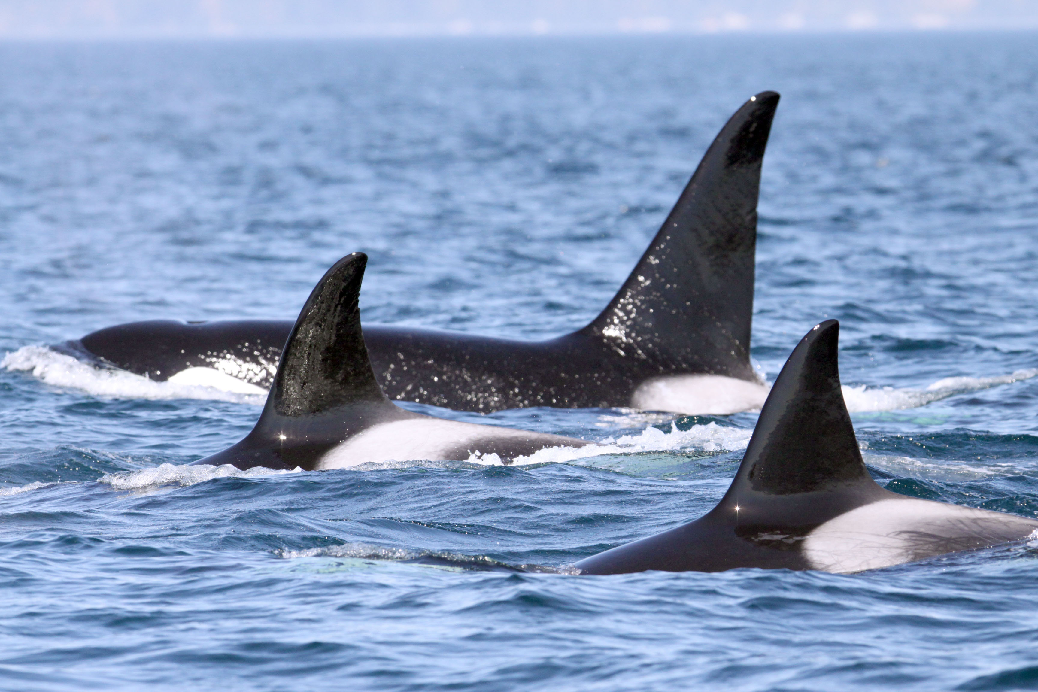 Skipper spots rarely seen coastal orcas west of Port Angeles ...