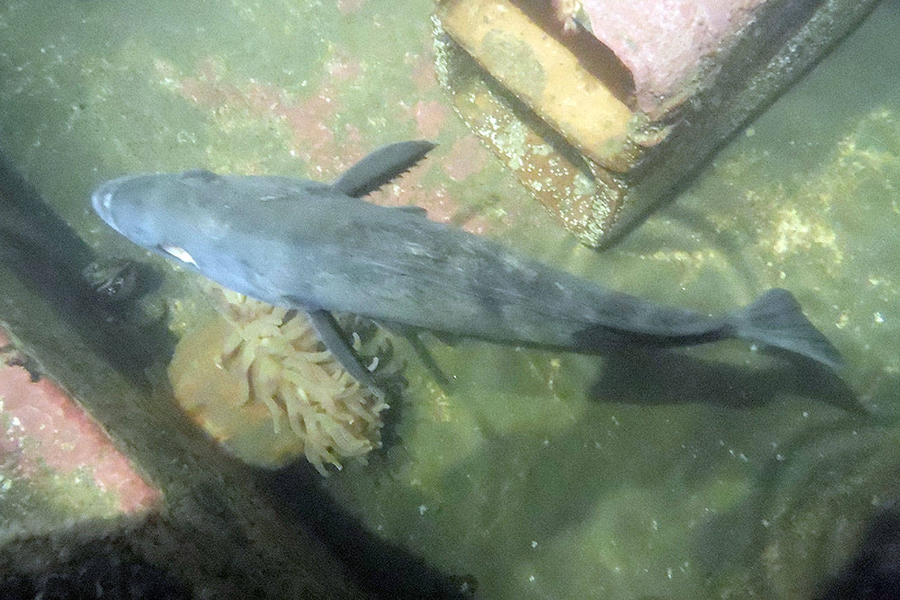 One-eyed rockfish needs a name | Peninsula Daily News