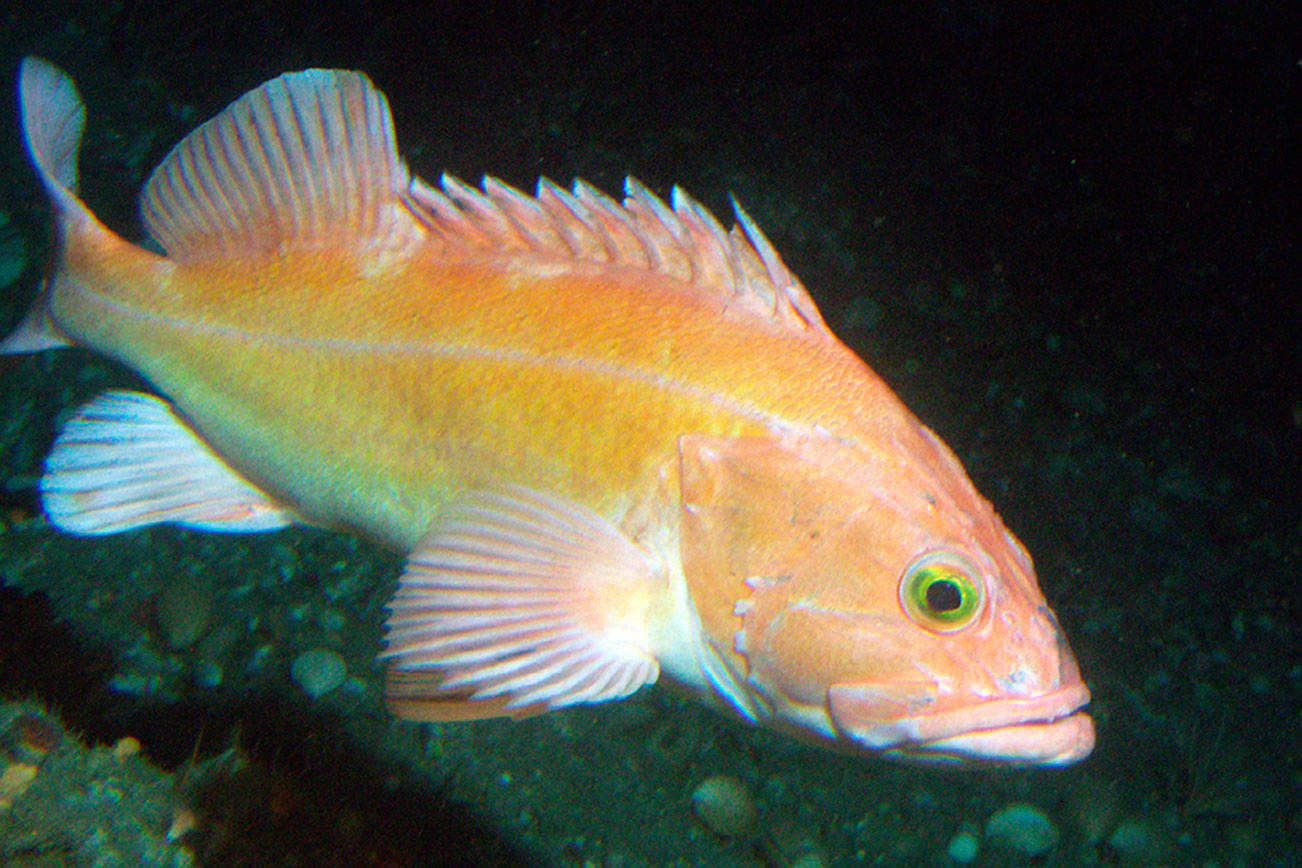 Catch limits increase for key West Coast groundfish species | Peninsula ...
