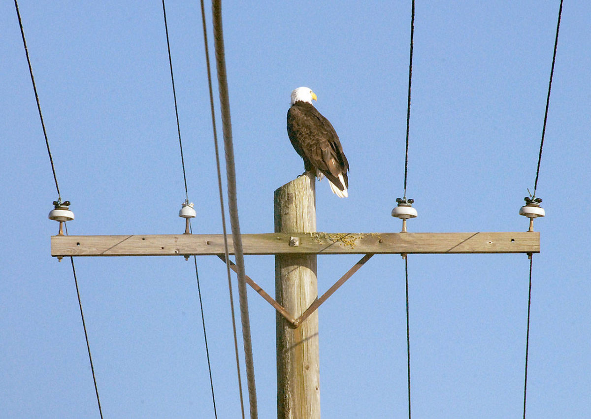PHOTO: Eagle-eye view in Port Angeles | Peninsula Daily News