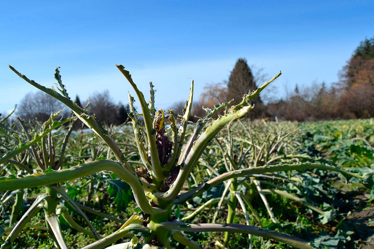 Hungry birds pick clean 10 acres of Sequim-area farm | Peninsula Daily News