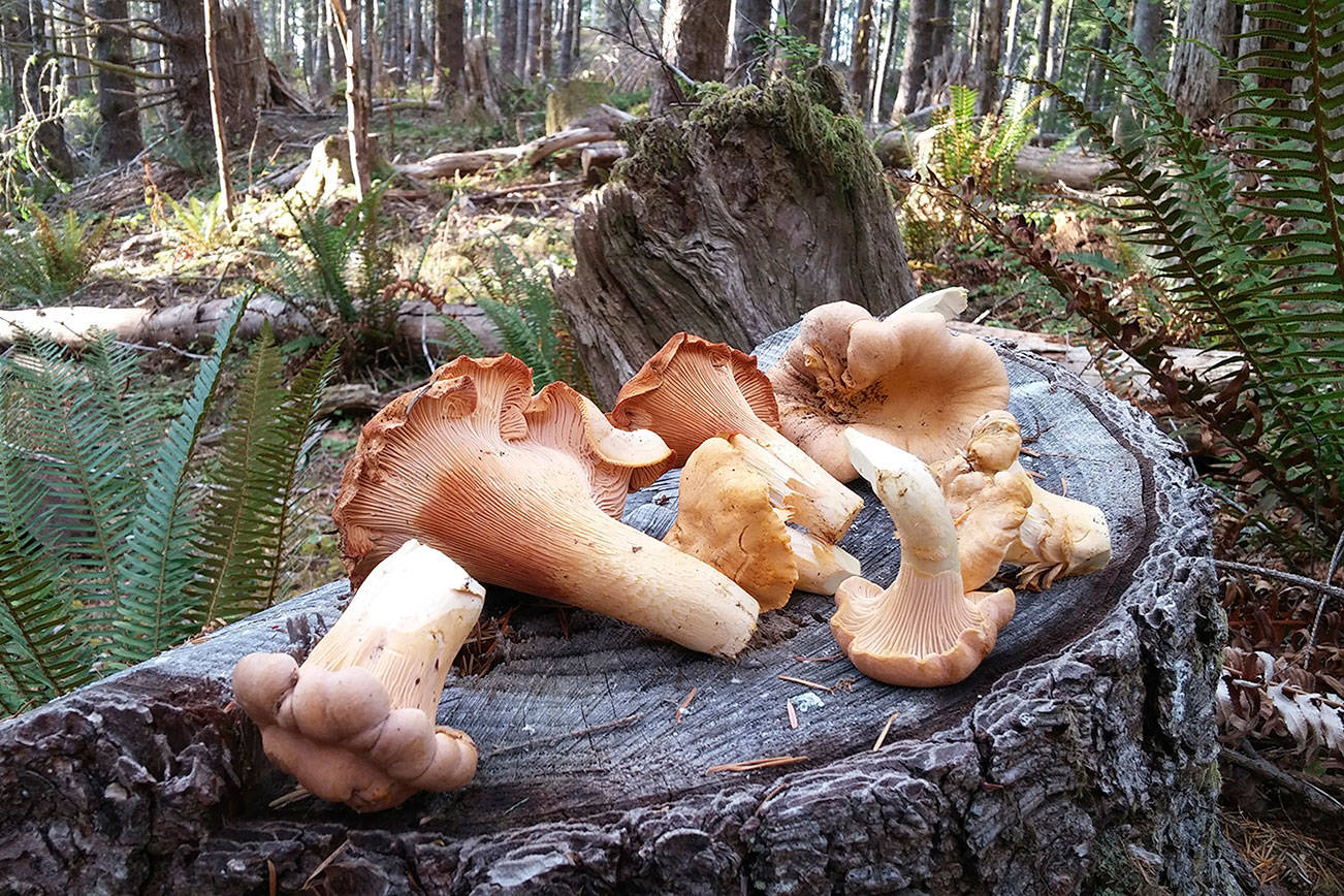 Fall mushroom season starts early in Northwest | Peninsula Daily News
