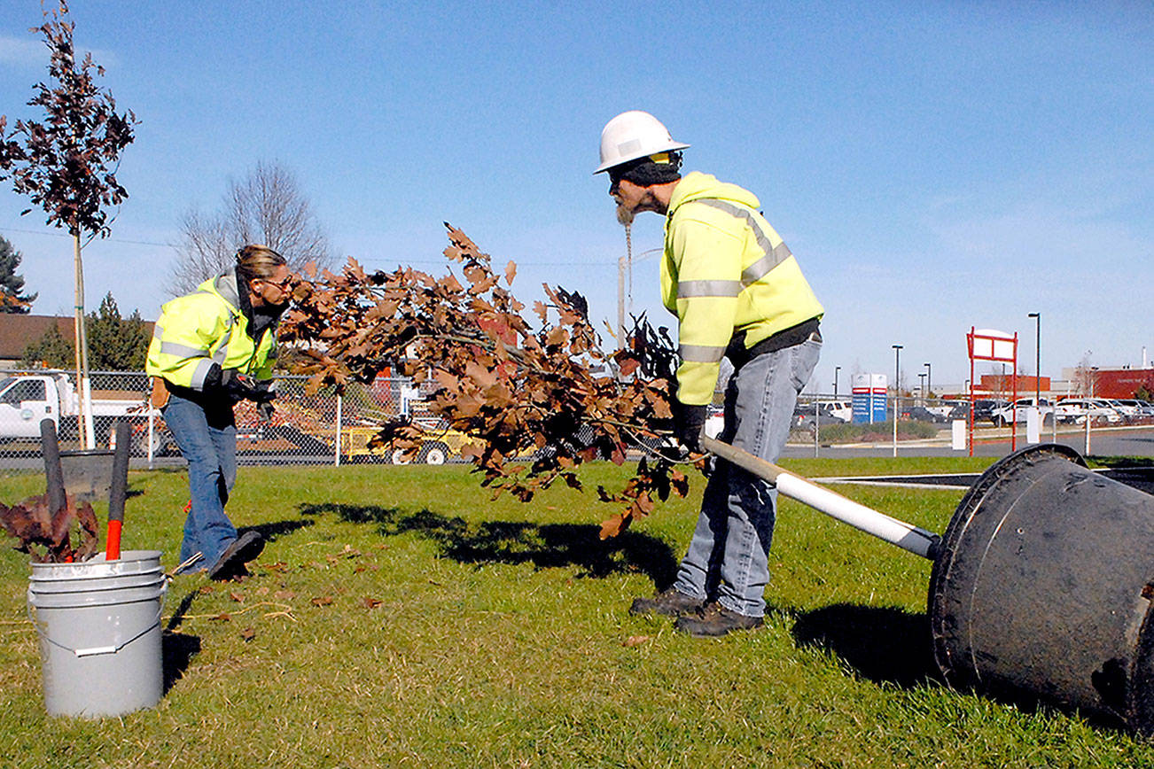 Tree planting in Port Angeles park | Peninsula Daily News