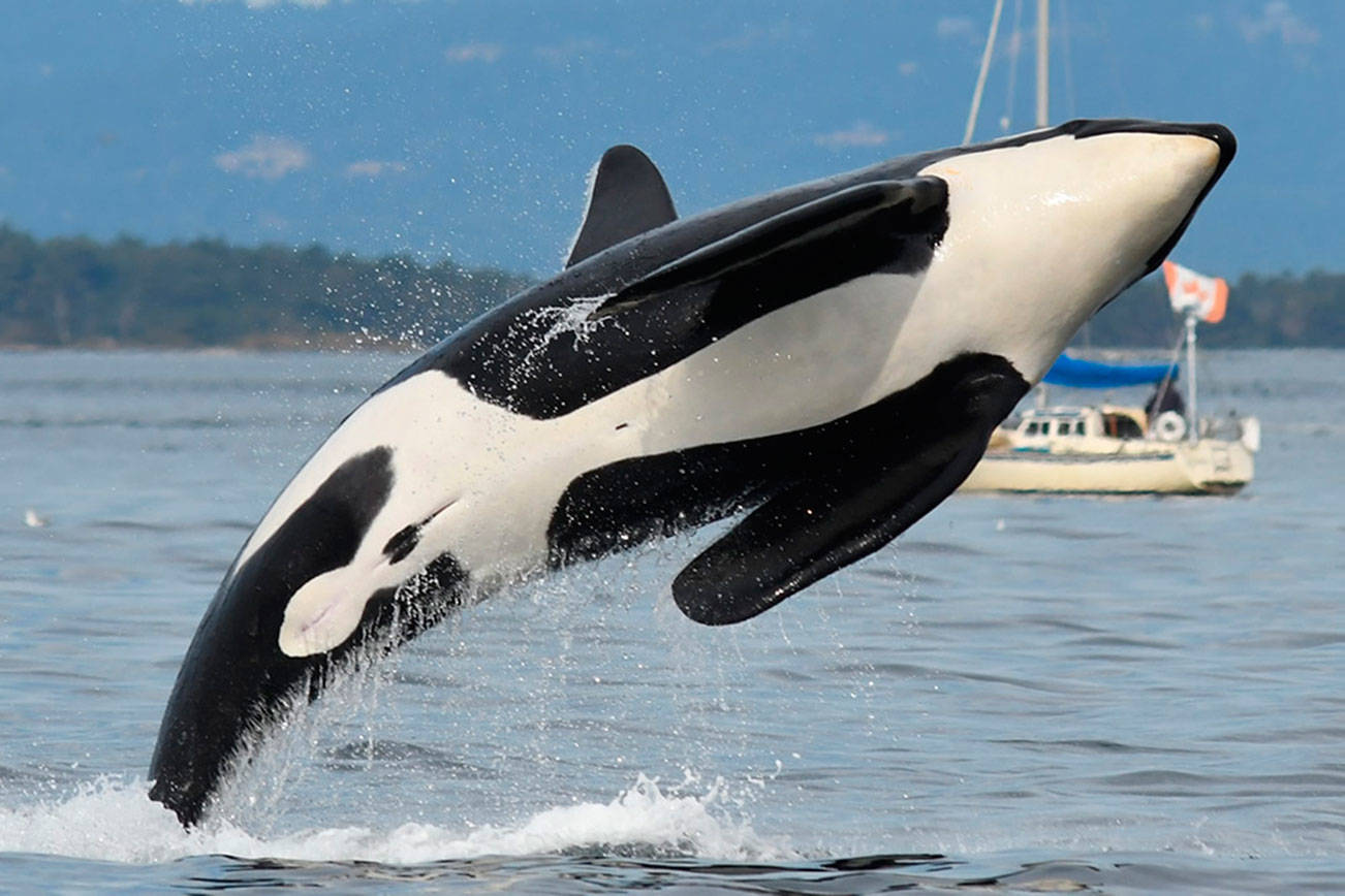 Gone, but not forgotten: Event honors Southern Resident orcas ...