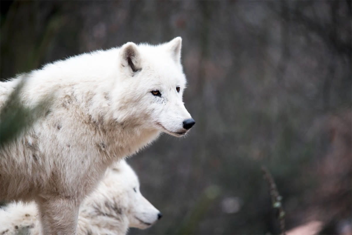 OUTDOORS: Wolves are native to Olympics, but not likely to return ...