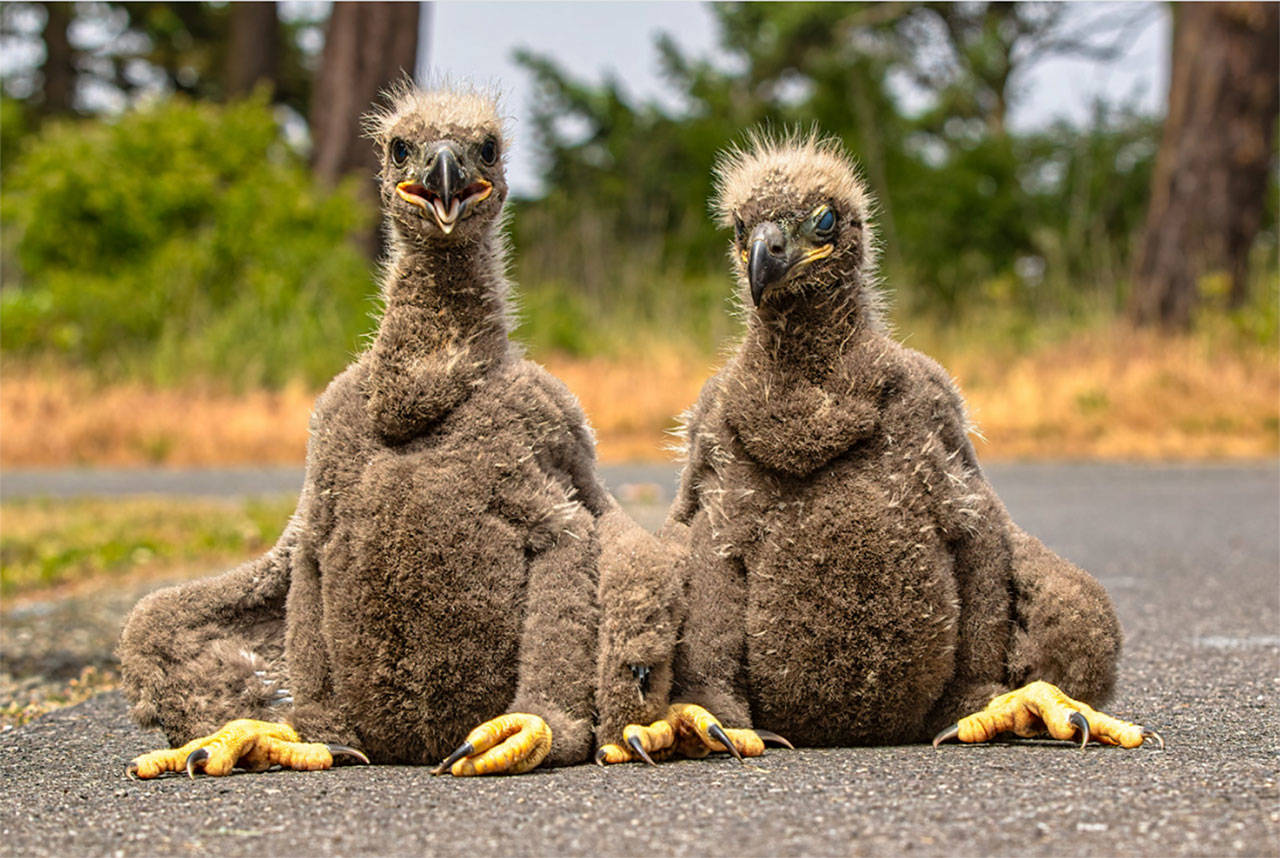 Photographers’ photos picked up by ‘Scholastic News’ | Peninsula Daily News