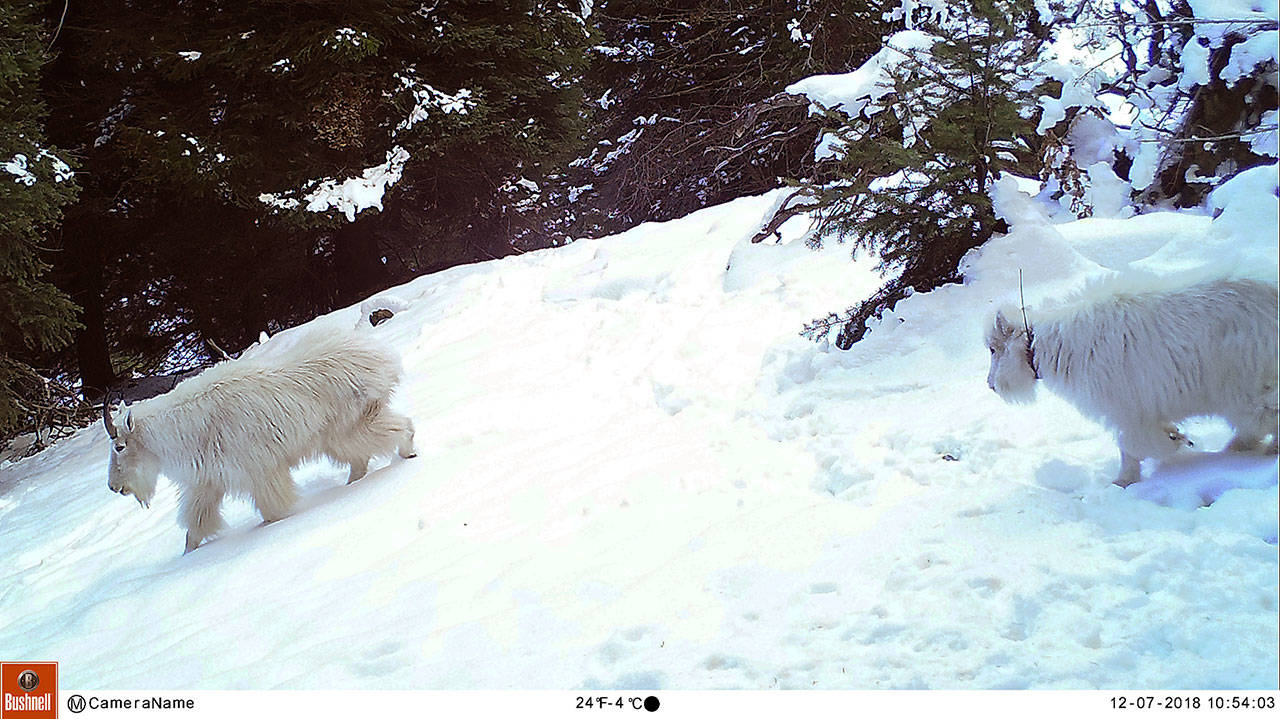 Biologists: Most mountain goats survive from Olympics to Cascades ...