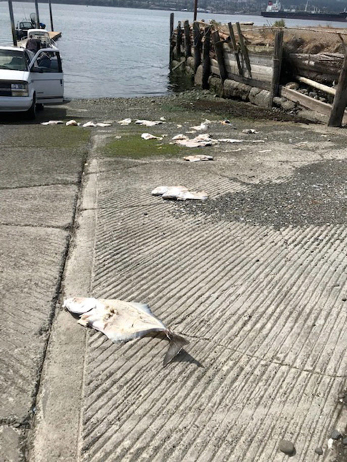 OUTDOORS: Halibut open off coast, in Strait and Puget Sound | Peninsula ...