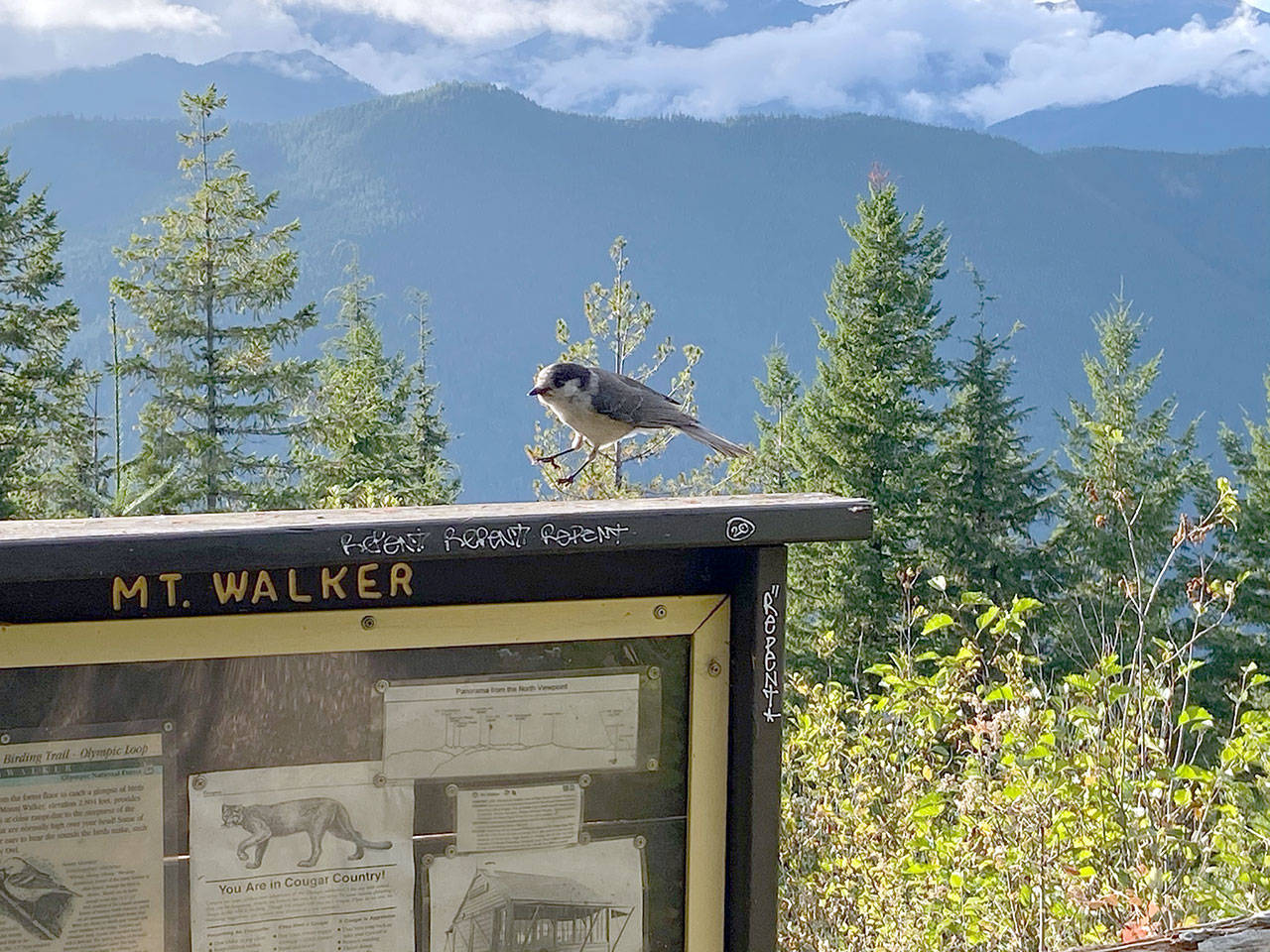 Mount Walker hike offers spectacular views, variety of birds ...