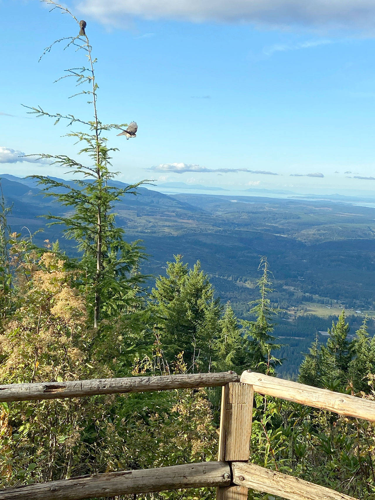 Mount Walker hike offers spectacular views, variety of birds ...