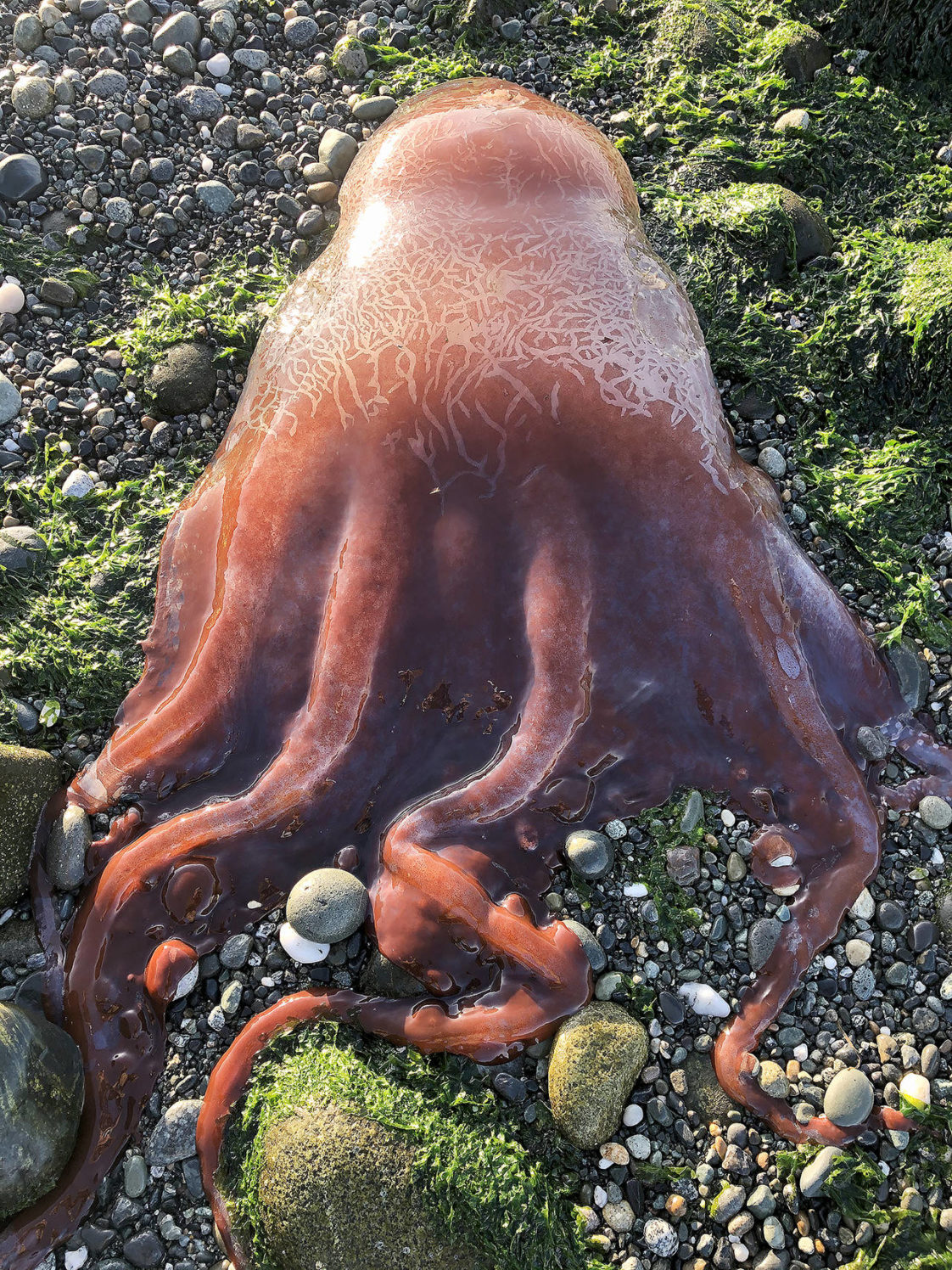 Possible rare ‘seven-armed octopus’ found on Whidbey beach | Peninsula ...