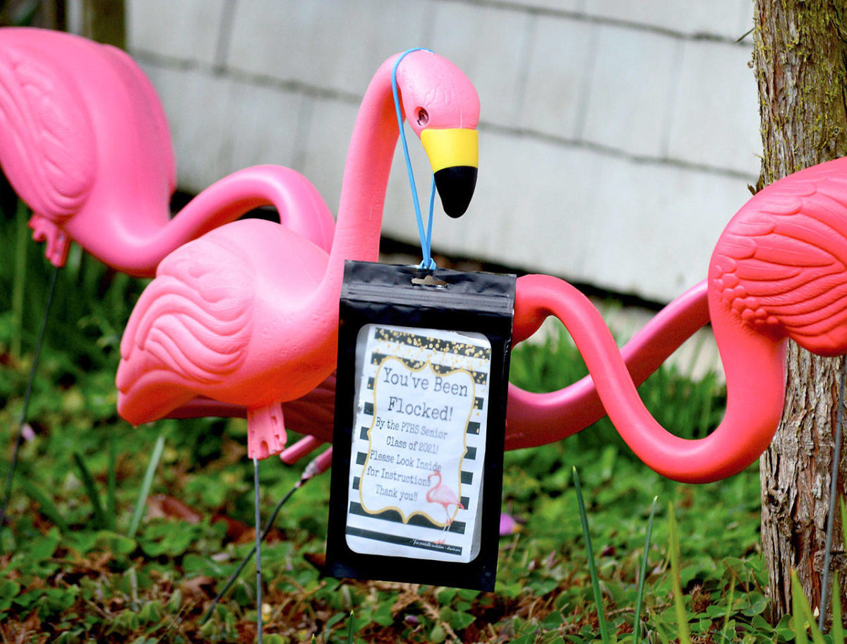 Flamingo ‘flocking’ a rare fundraiser | Peninsula Daily News