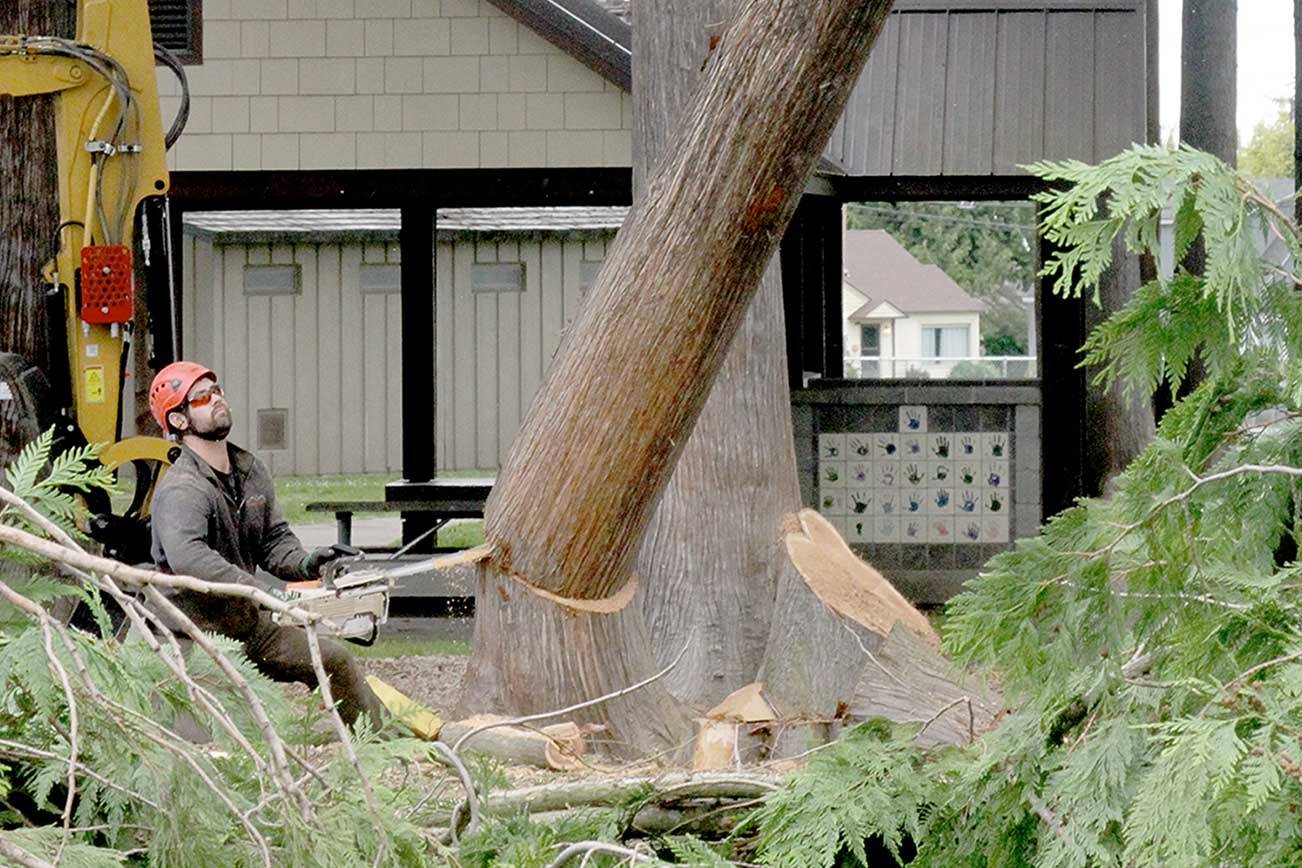Tree removal | Peninsula Daily News