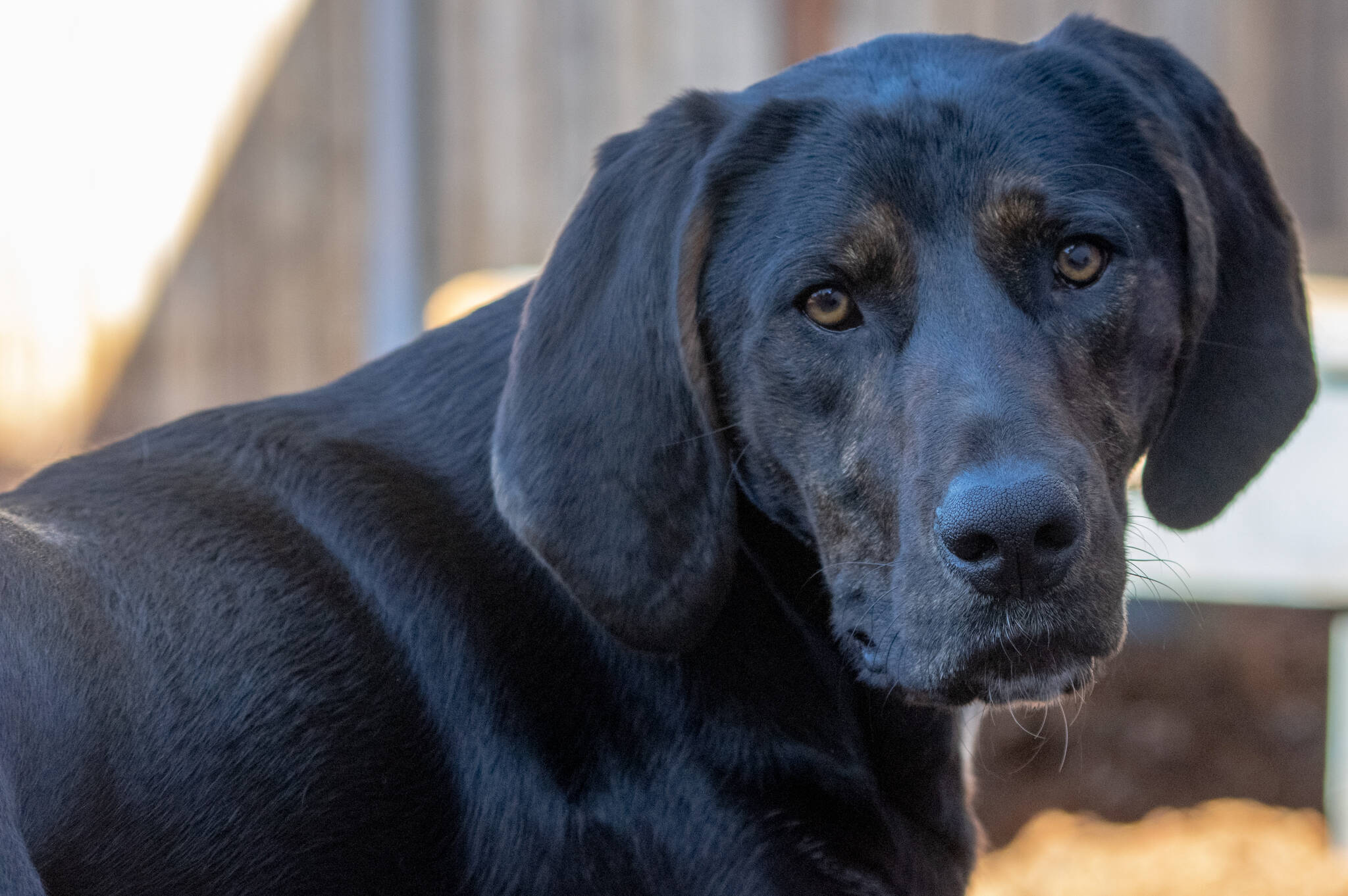 Dogtoberfest to raise funds for the Welfare for Animals Guild ...