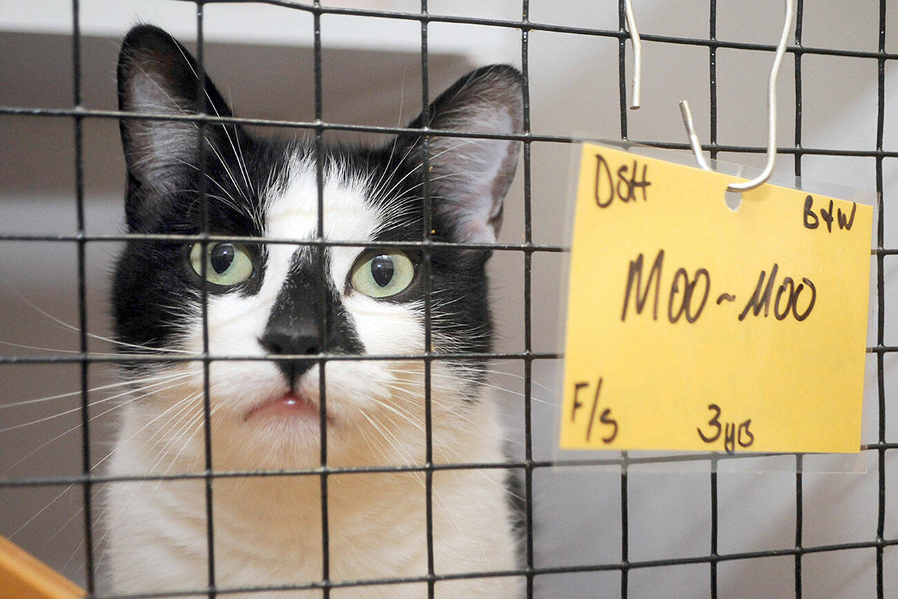 Kitty City facility opens with space for 75 felines | Peninsula Daily News