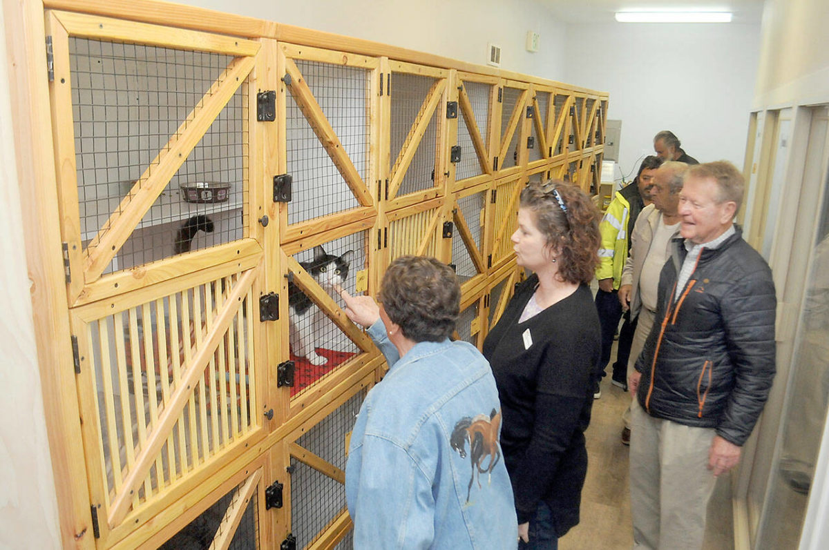Kitty City facility opens with space for 75 felines | Peninsula Daily News