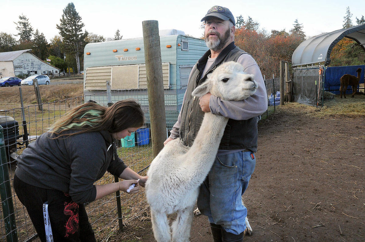 Llamas, alpacas rescue offers help for veterans | Peninsula Daily News