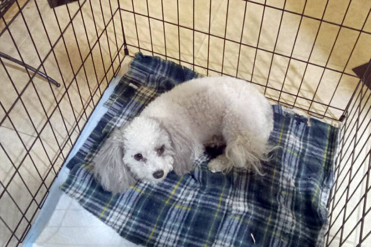 Clallam Transit approves ‘Strait Shot’ bus service to Bainbridge ferry ...