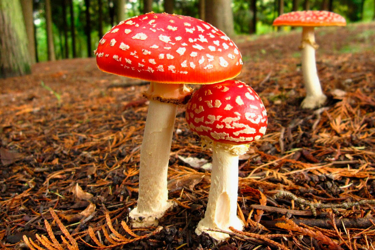 What are the Best Amanita Muscaria Mushroom Gummy Products to Try in ...
