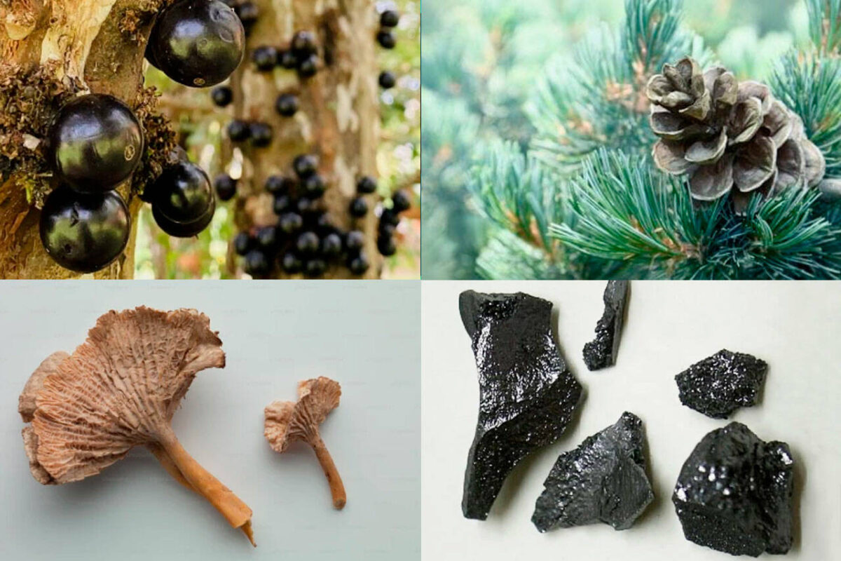 Total Control 24 (TC24): Prostate Protection and Senior Wellness in One ...