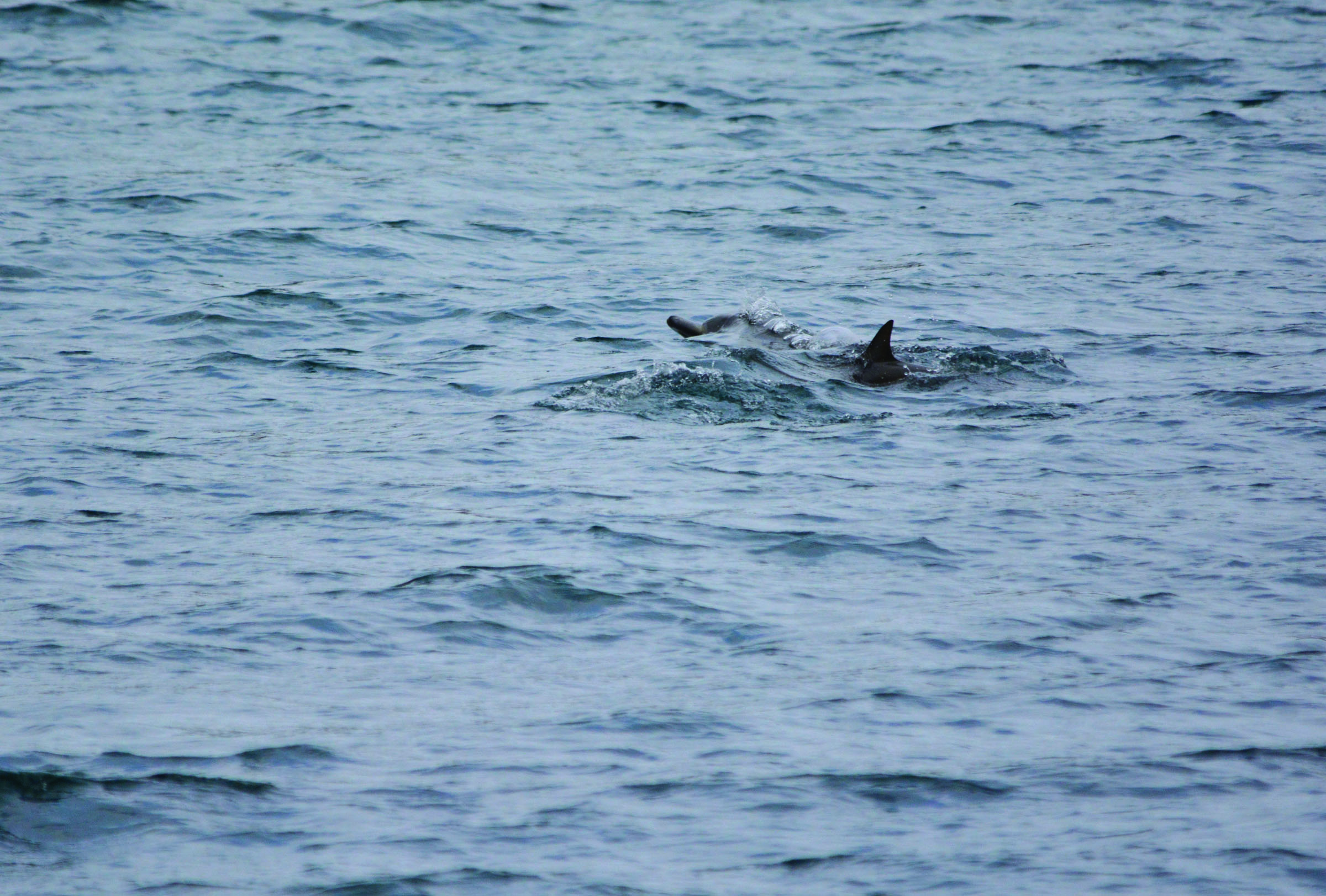 WEEKEND REWIND: Rare glimpse of common dolphins captured in Port ...