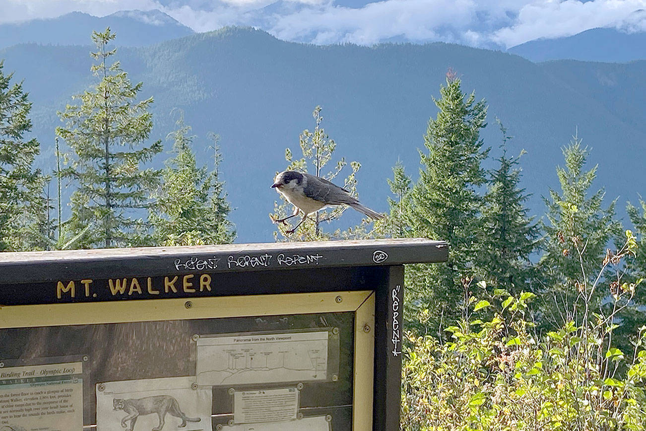 Mount Walker hike offers spectacular views, variety of birds ...