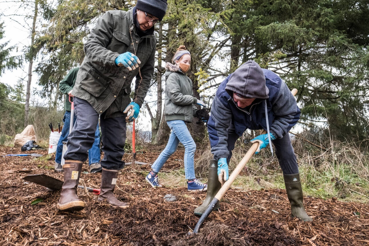 Volunteers sought for Dungeness tree planting | Peninsula Daily News
