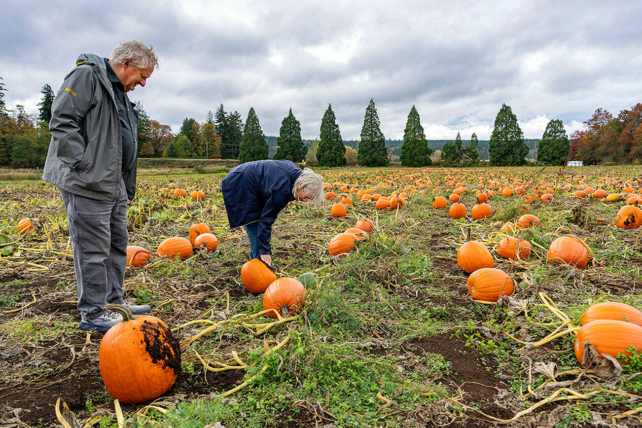 Pumpkin hunting | Peninsula Daily News