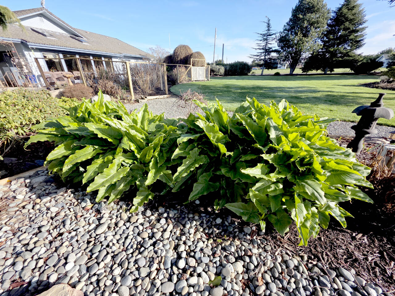 A GROWING CONCERN: There’s too much spring in our step | Peninsula ...