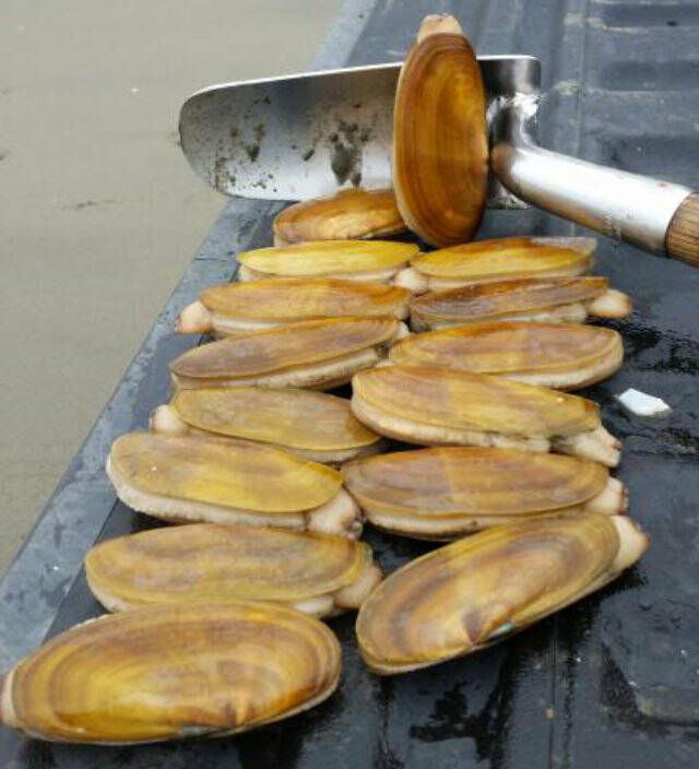 OUTDOORS: Razor clam digs return Thursday | Peninsula Daily News