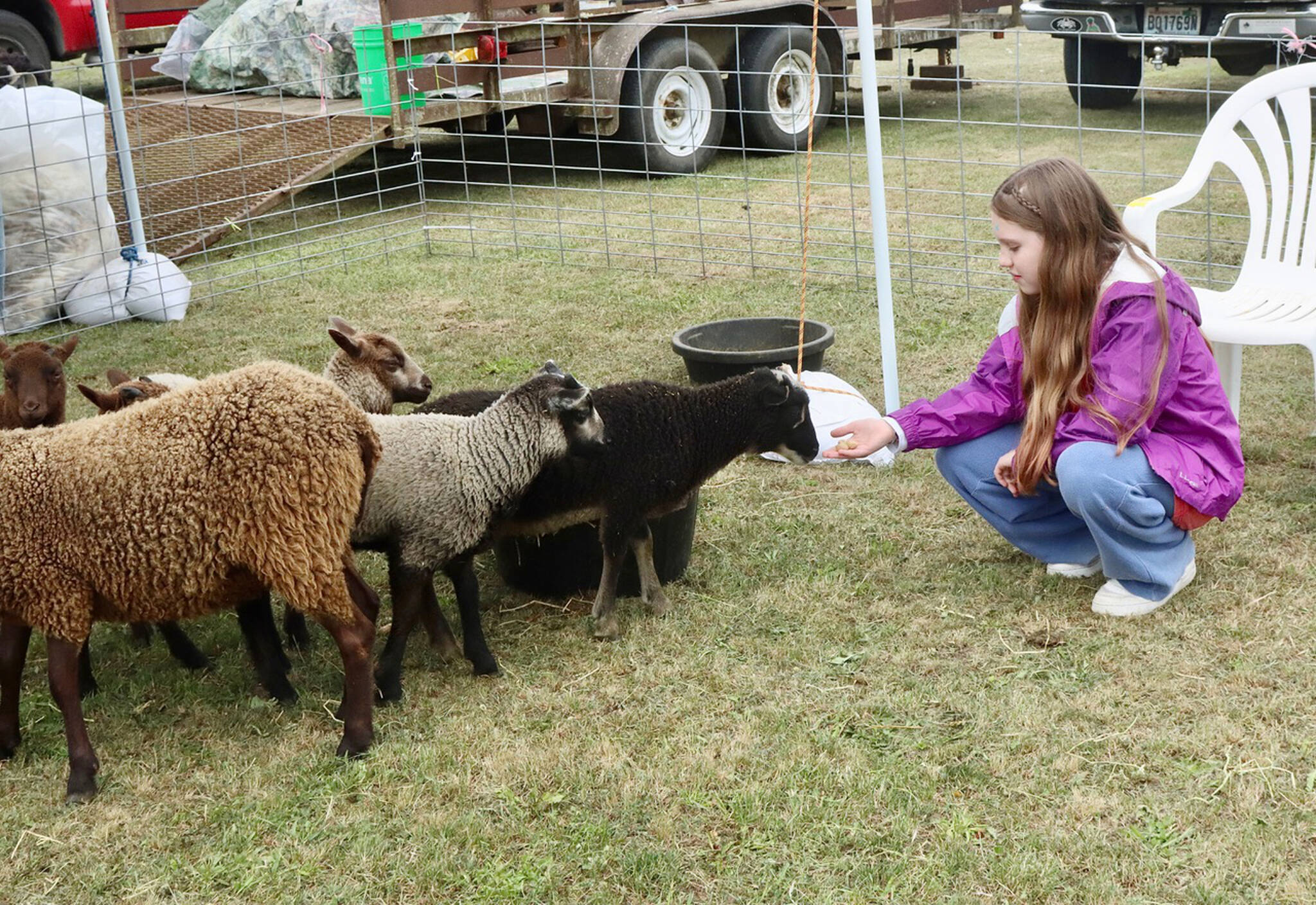 Shepherd’s Festival | Peninsula Daily News