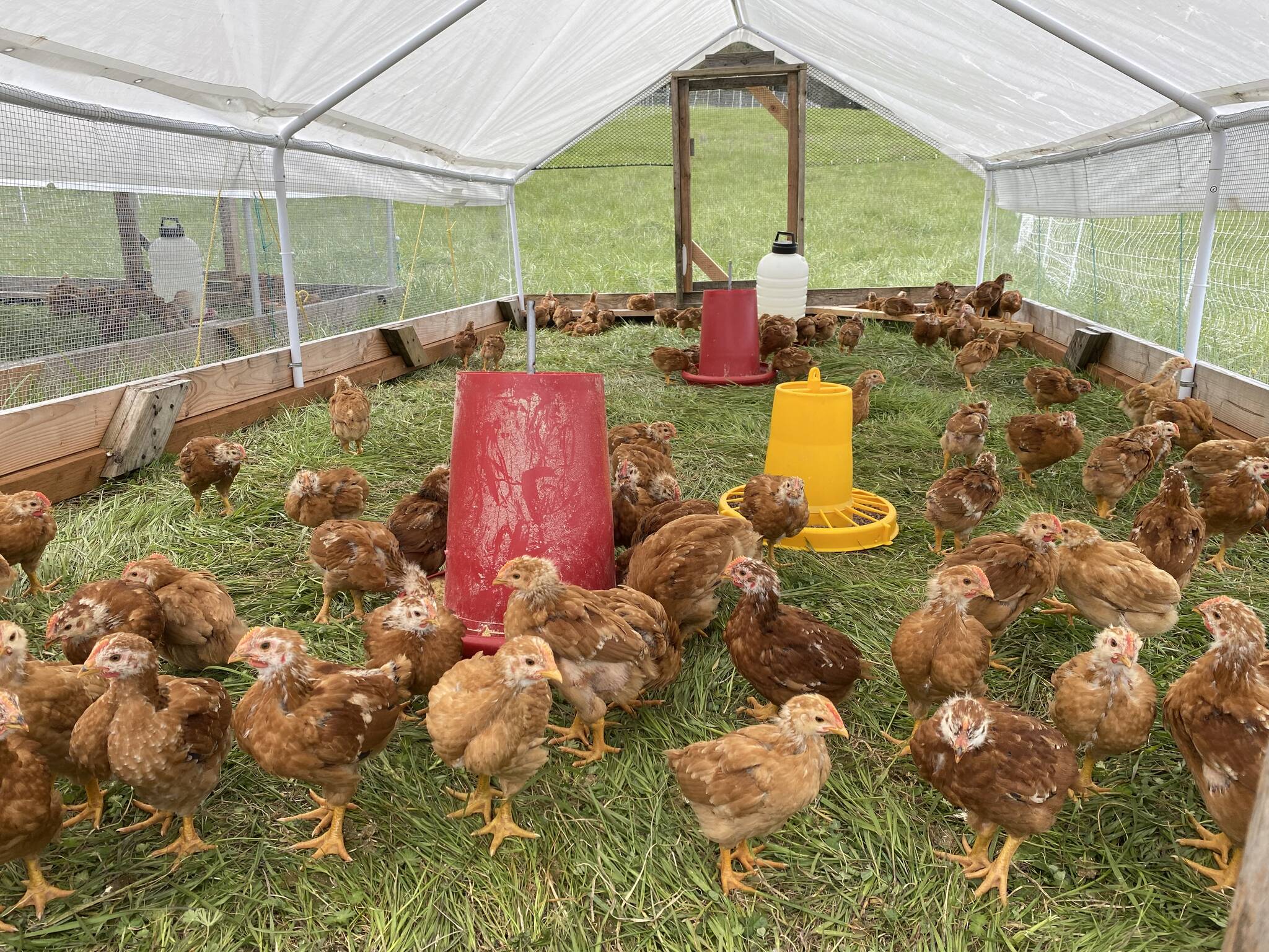 Port Townsend poultry farmer looking to expand | Peninsula Daily News