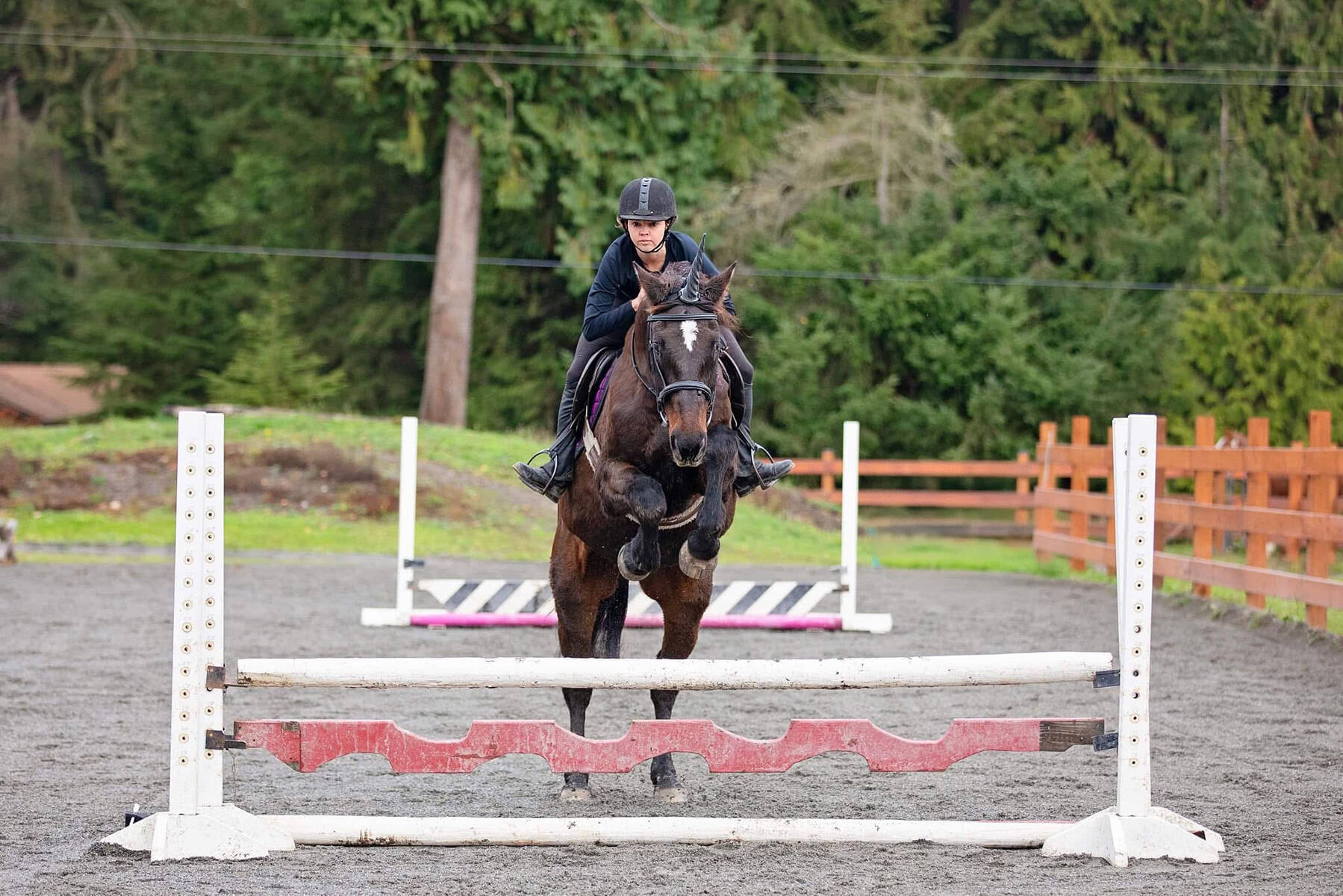 PENINSULA HORSEPLAY: ‘Take the Horse and Run’: A friendship story ...